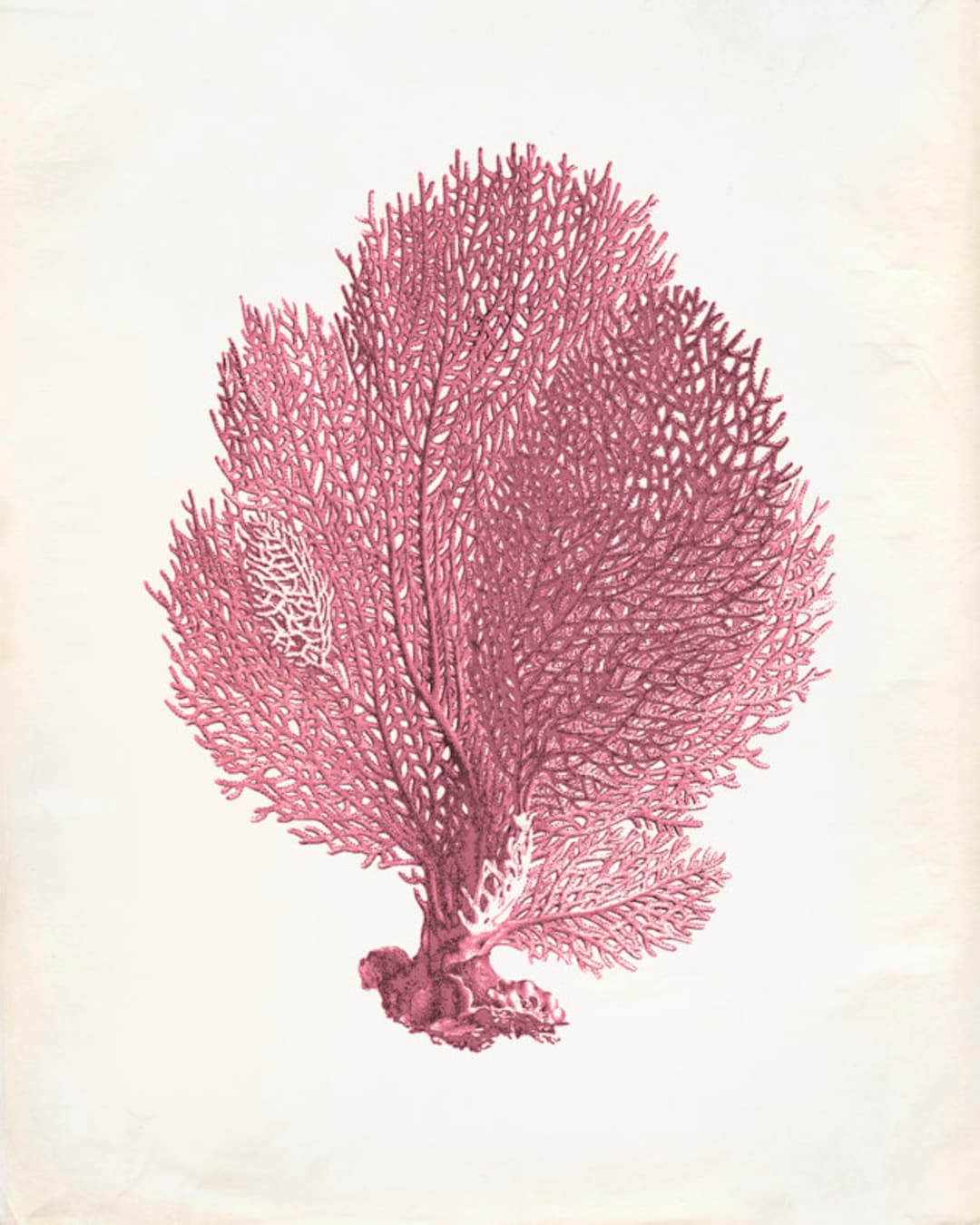 Vintage Ocean Kelp Seaweed Print 8x10 P202 - Etsy