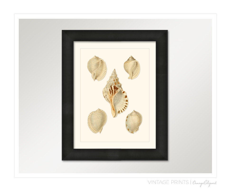 Vintage Sea Shells Print 8x10 P198 - Etsy