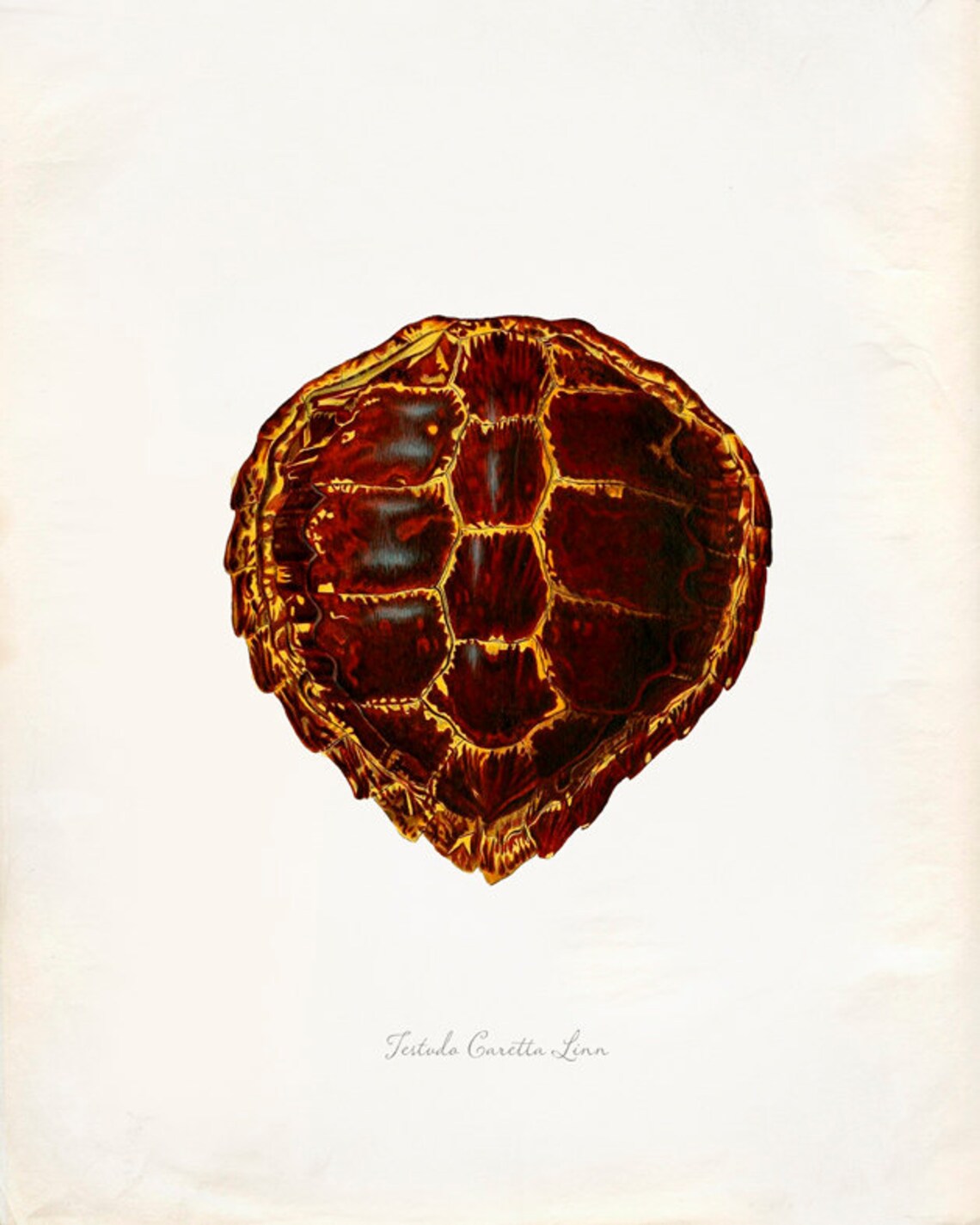 Vintage Turtle Shell on Antique Paper Print 8x10 P232 - Etsy