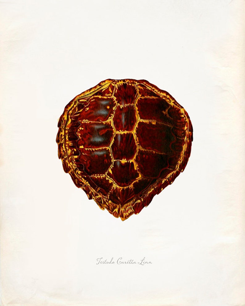 Vintage Turtle Shell on Antique Paper Print 8x10 P232 - Etsy