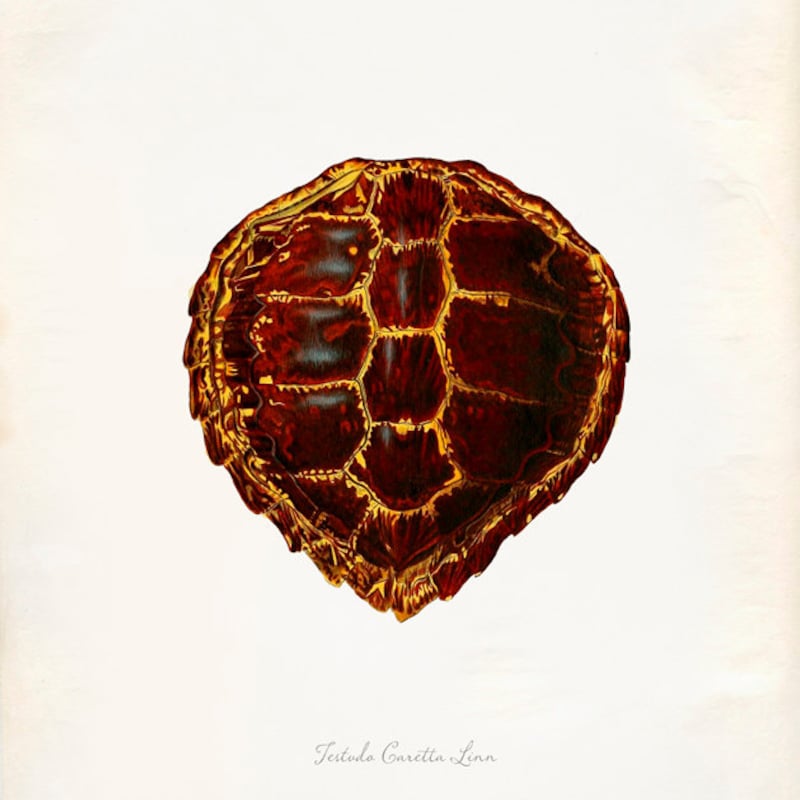 Turtle Shell - Etsy