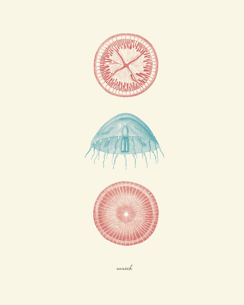 Vintage Sea Kelp "varech" Print 8x10 P184 - Etsy
