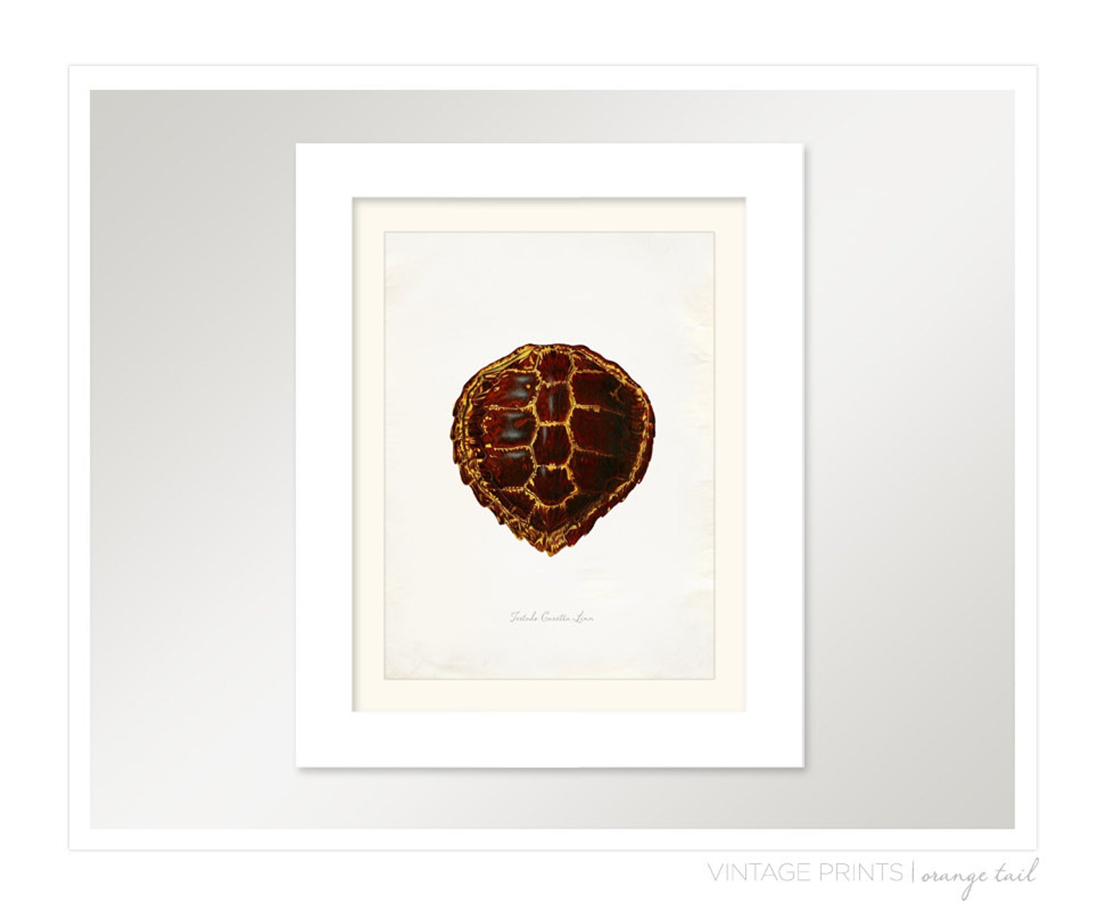 Vintage Turtle Shell on Antique Paper Print 8x10 P232 - Etsy