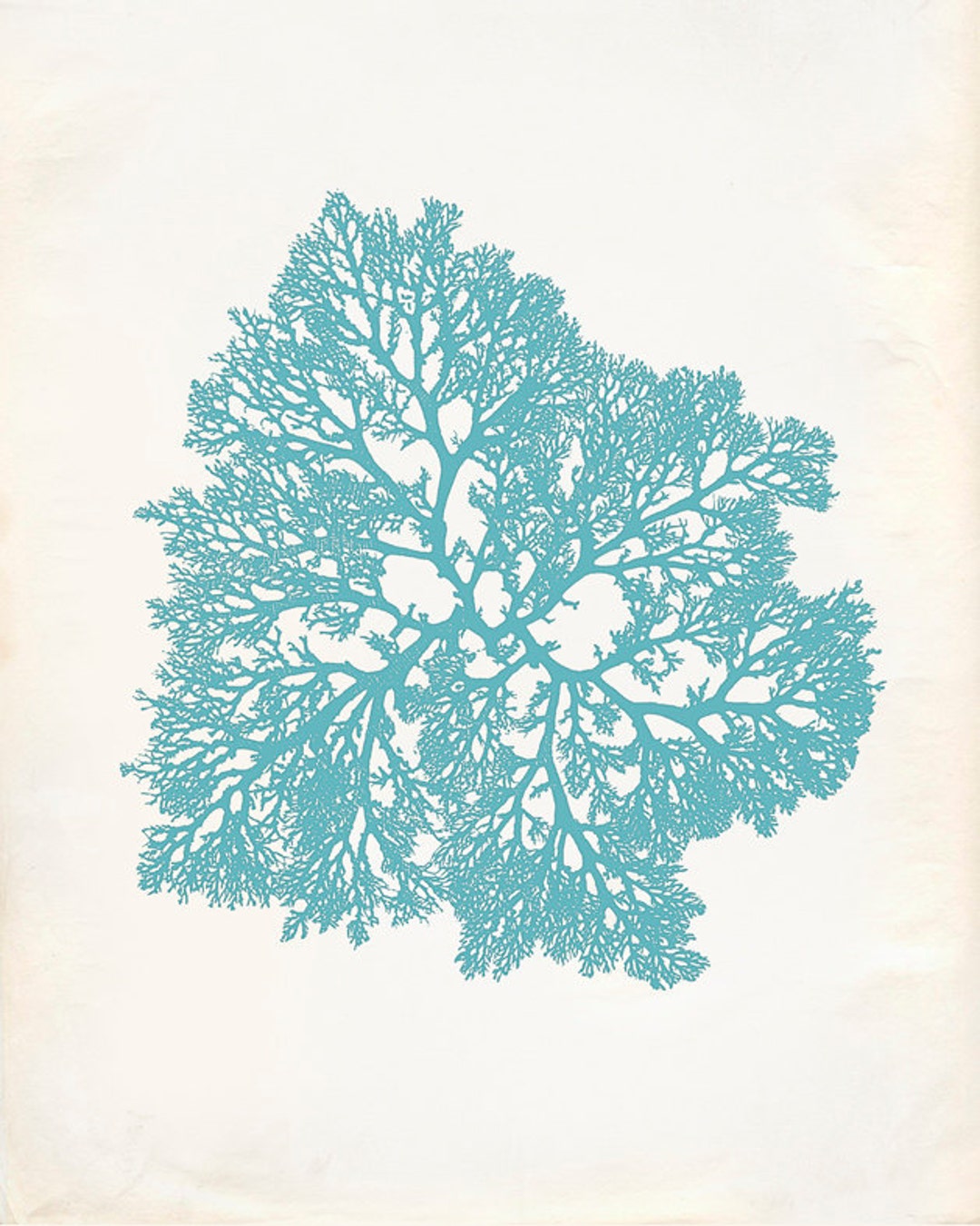 Vintage Ocean Kelp Seaweed Print 8x10 P197 - Etsy