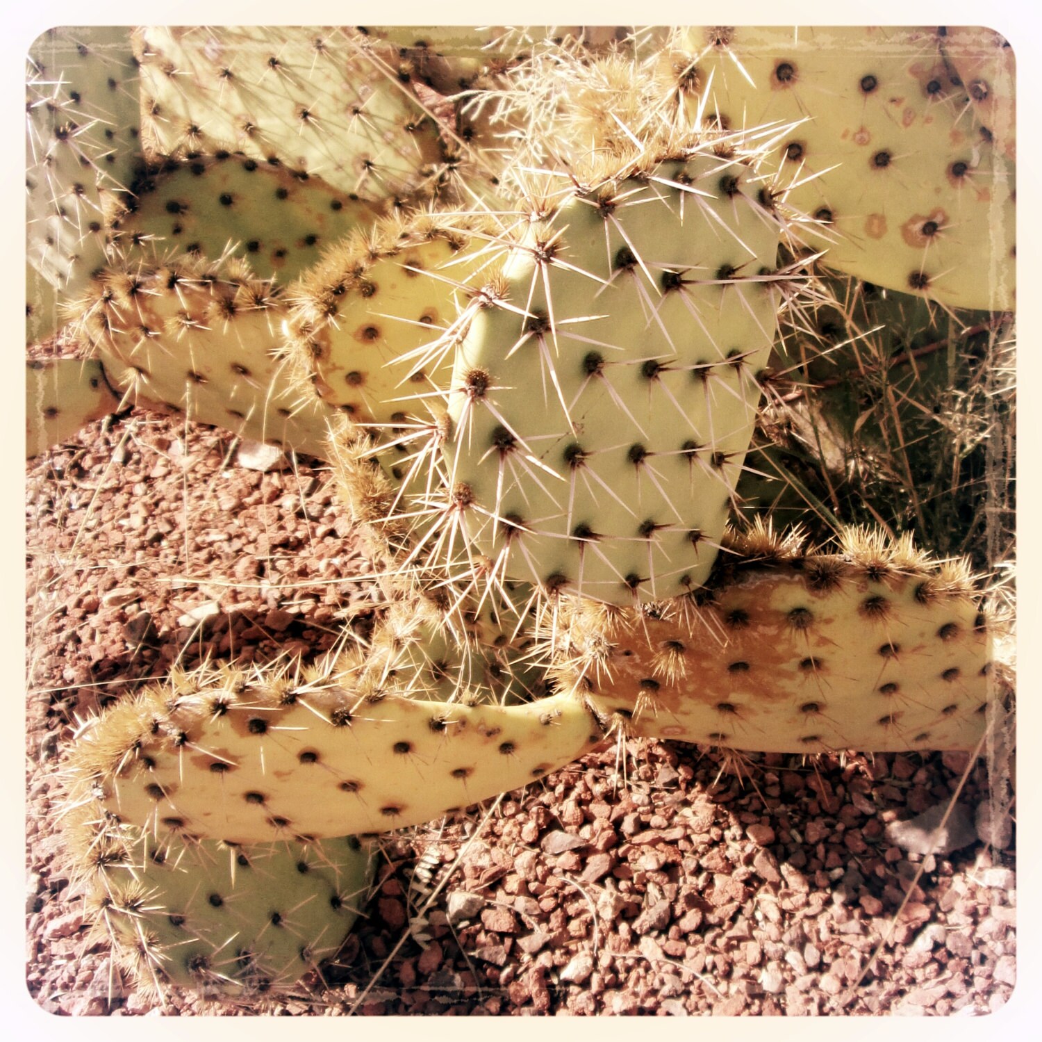 PHOTOGRAPH DESERT CACTUS - Etsy