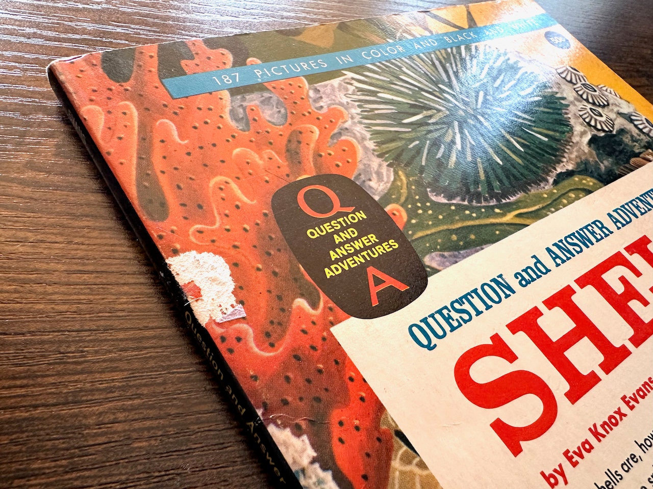 1963 Q-and-a Adventures With Shells Children's Book, Eva Knox Evans, A ...