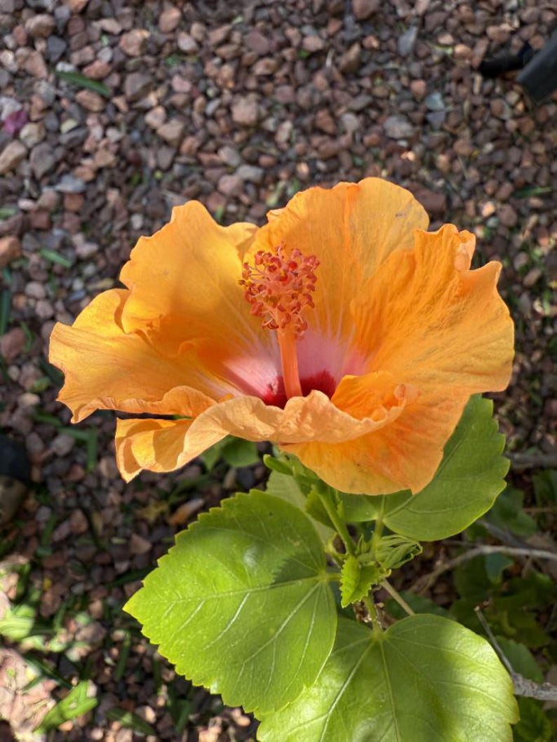 Topical Hibiscus - Etsy