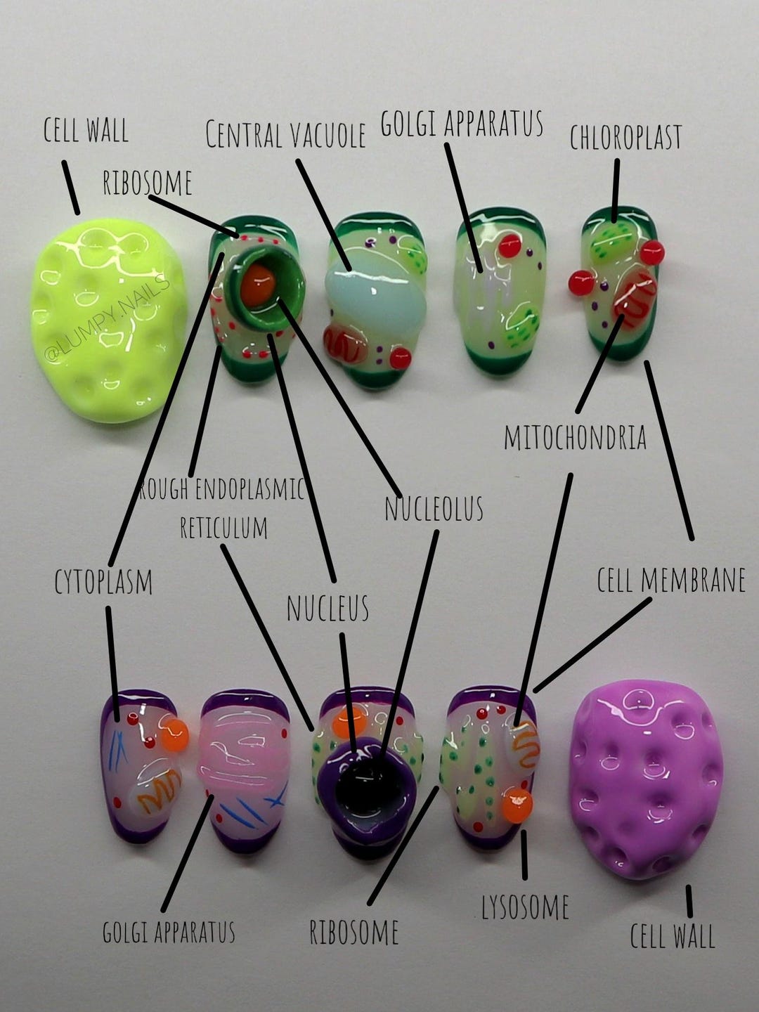 Biology Cell Handmade Press on Nails: Mitochondria Science STEM Girl ...