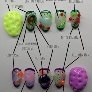 Biology Cell Handmade Press on Nails: Mitochondria Science STEM Girl ...