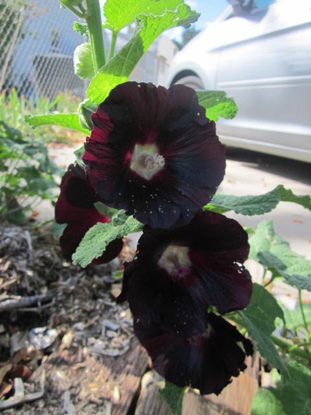 Black Hollyhock Drought Tolerant Perennial Edible Ornamental 100 Seeds ...