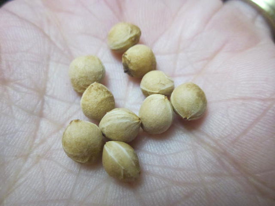 Chokecherry prunus Virginiana Drought Tolerant Tree 10 Stratified Seeds ...