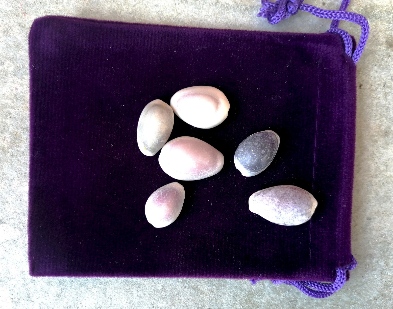 Natural Cowrie Shells divination Witchcraft Hoodoo a - Etsy