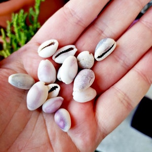 Natural Cowrie Shells divination Witchcraft Hoodoo a Set of 6 With Bag ...