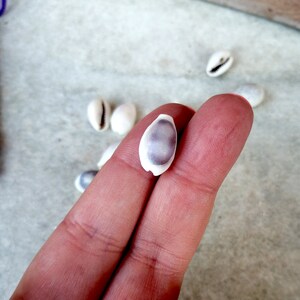 Natural Cowrie Shells divination Witchcraft Hoodoo a Set of 6 With Bag ...