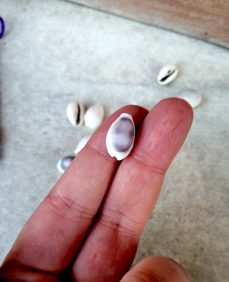 Natural Cowrie Shells divination Witchcraft Hoodoo a - Etsy
