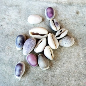 Natural Cowrie Shells divination Witchcraft Hoodoo a Set of 6 With Bag ...