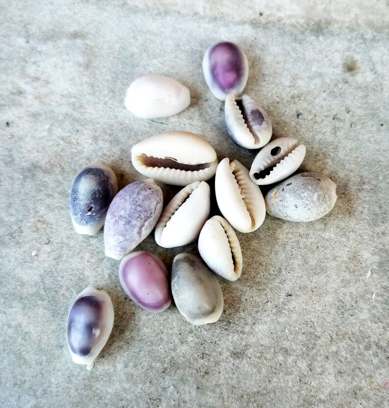 Natural Cowrie Shells divination Witchcraft Hoodoo a - Etsy