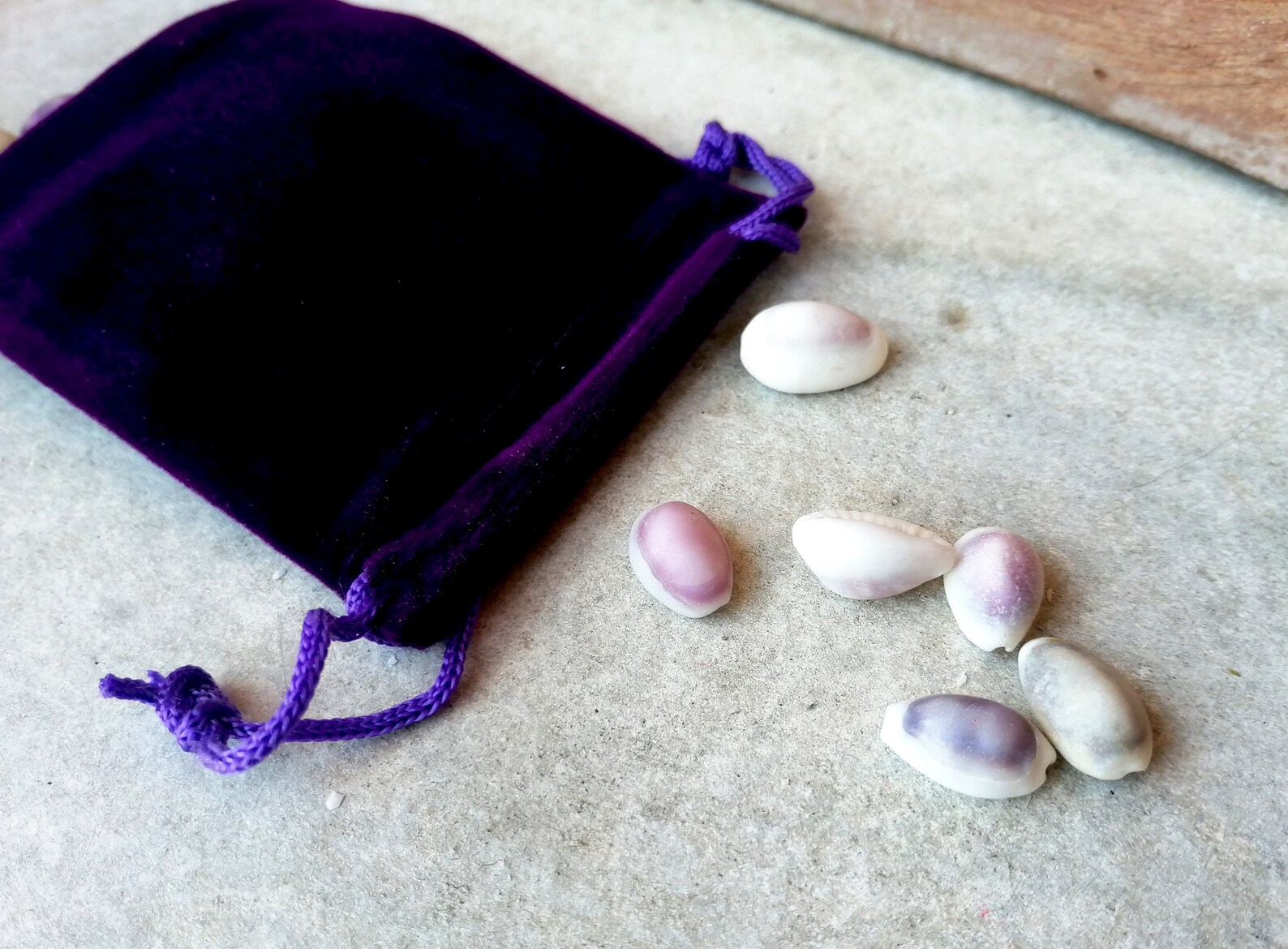 Natural Cowrie Shells divination Witchcraft Hoodoo a - Etsy