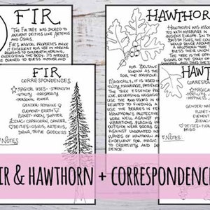 Book of Shadows: Trees Magick, 12 Trees for Magic Works and ...