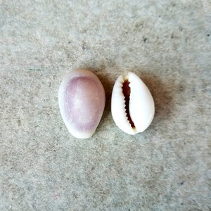 Natural Cowrie Shells divination Witchcraft Hoodoo a Set of 6 With Bag ...