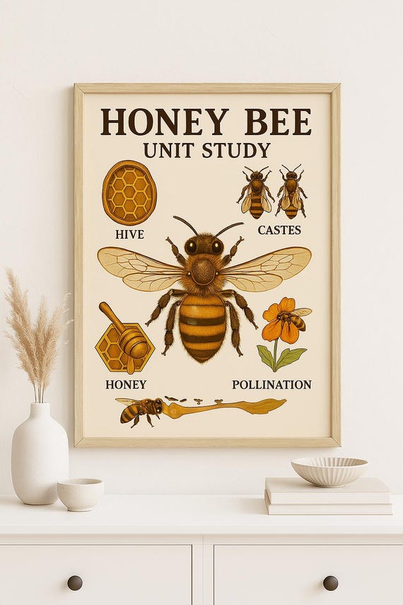 Honey Bee Larval Stages Educational Honey Cycle Wall Chart, Scientific ...