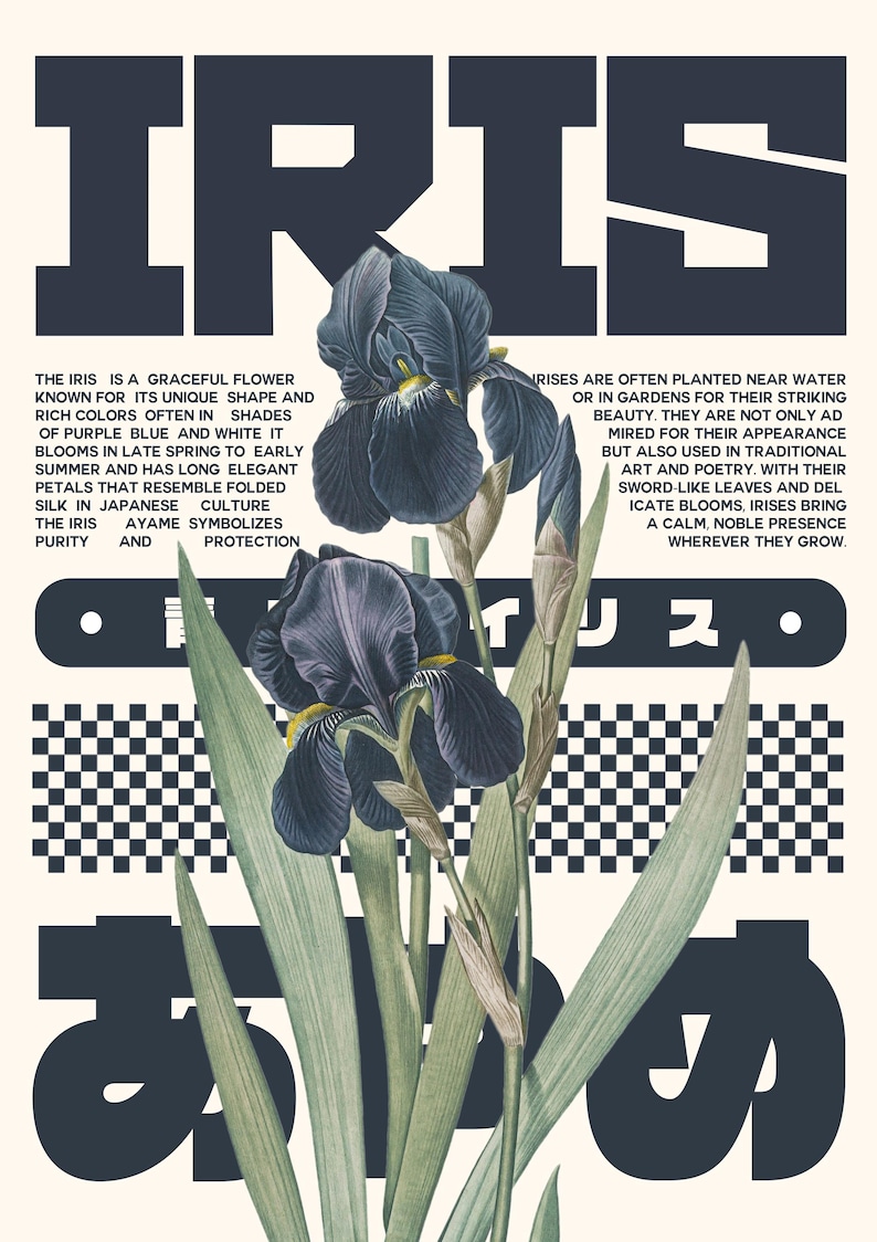 Iris Flower - A3 Size - Etsy