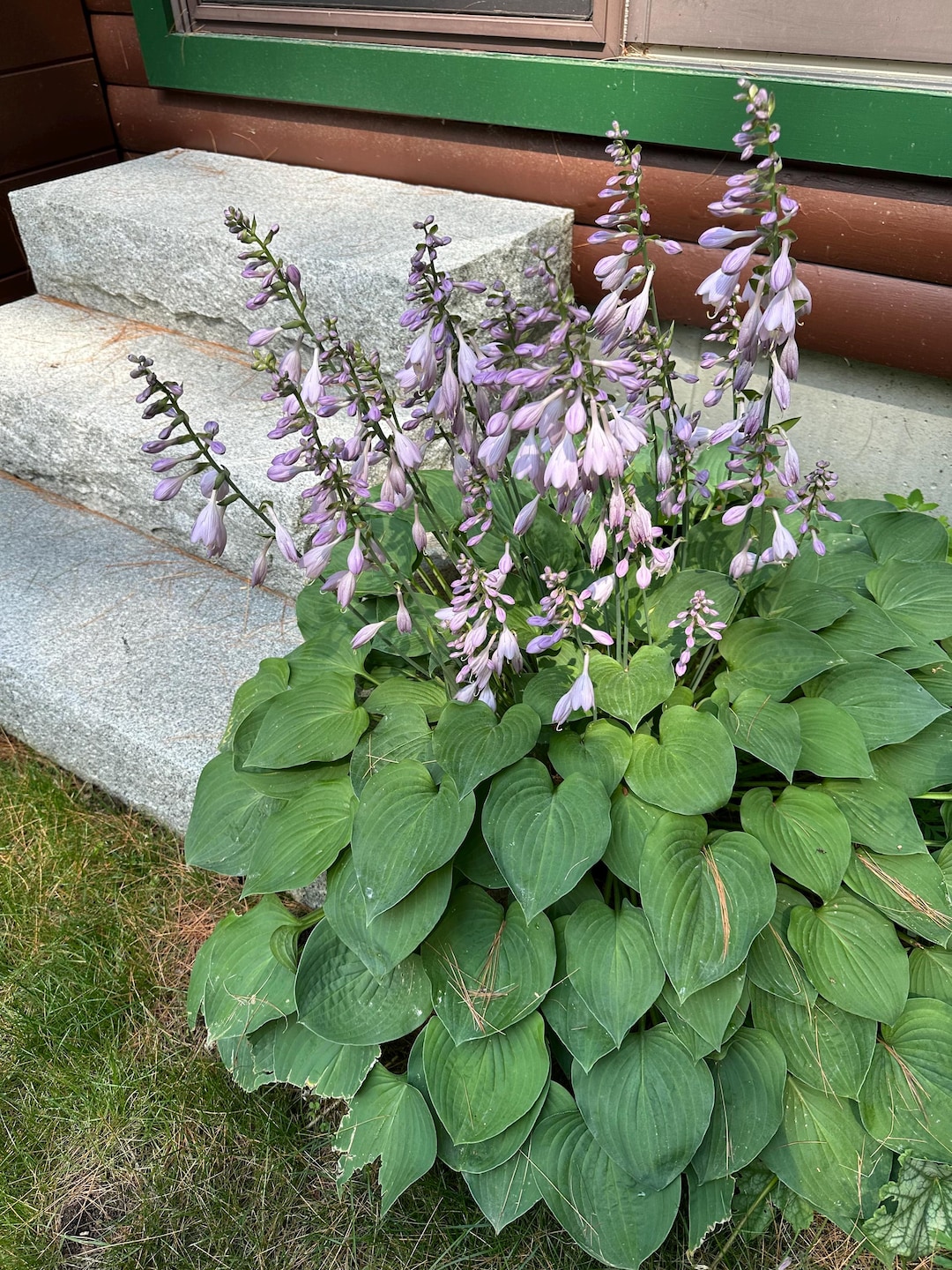 Hosta ‘candy Hearts’ – 25 Seeds | Perennial Shade Plant | Heart-shaped ...