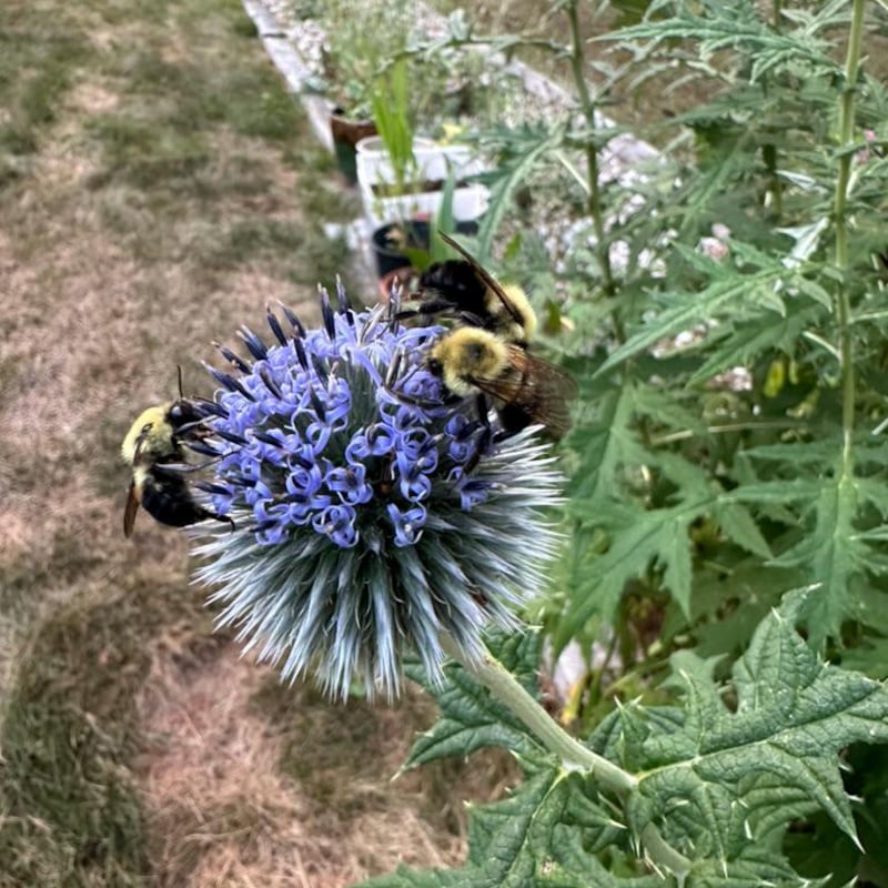 Blue Thistle - Etsy