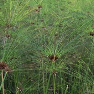 Cyperus Papyrus – 25 Seeds | Egyptian Papyrus | Unique Water Plant ...