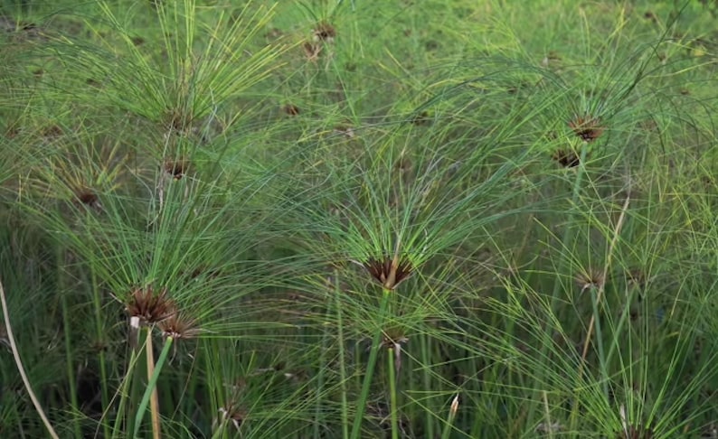 Cyperus Papyrus – 25 Seeds | Egyptian Papyrus | Unique Water Plant ...