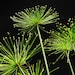 Cyperus Papyrus – 25 Seeds | Egyptian Papyrus | Unique Water Plant ...
