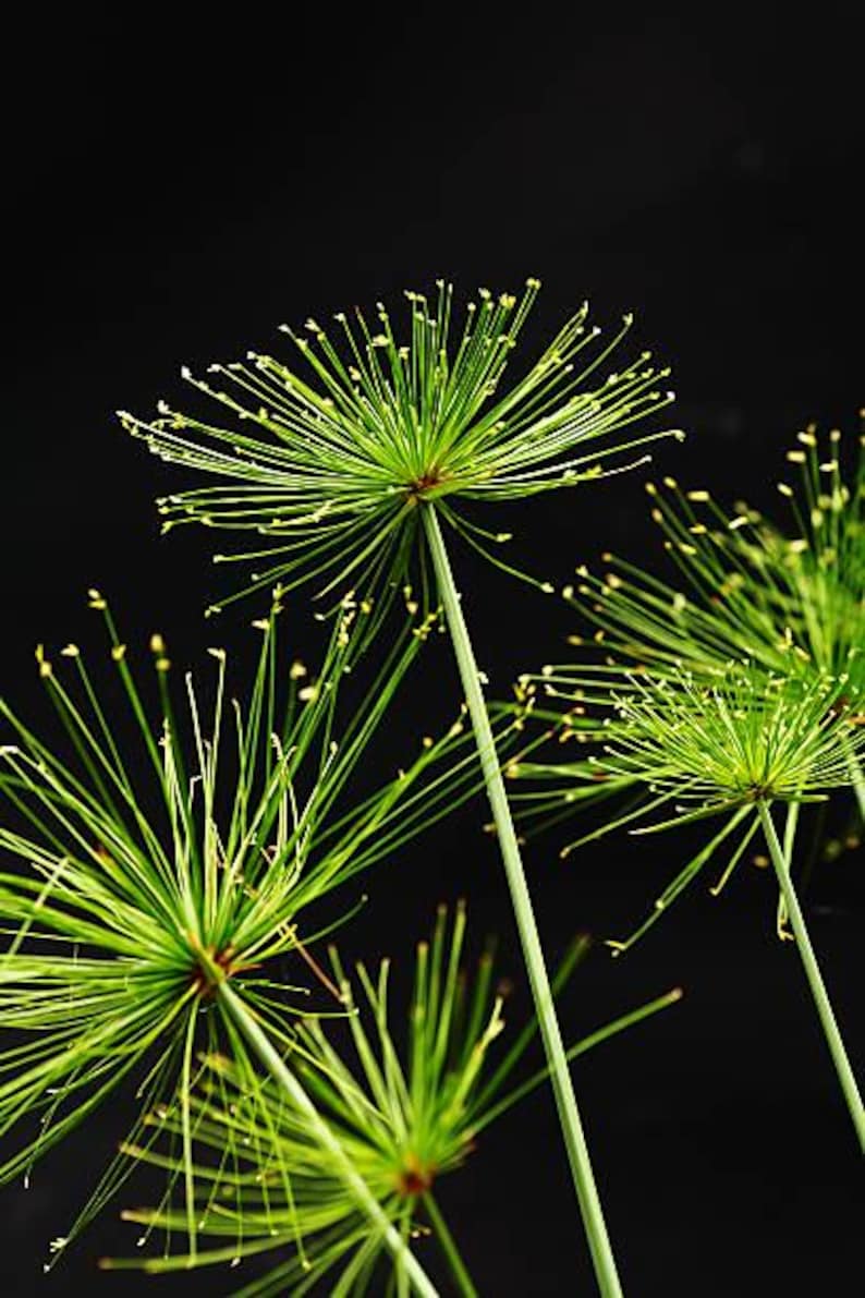 Cyperus Papyrus – 25 Seeds | Egyptian Papyrus | Unique Water Plant ...