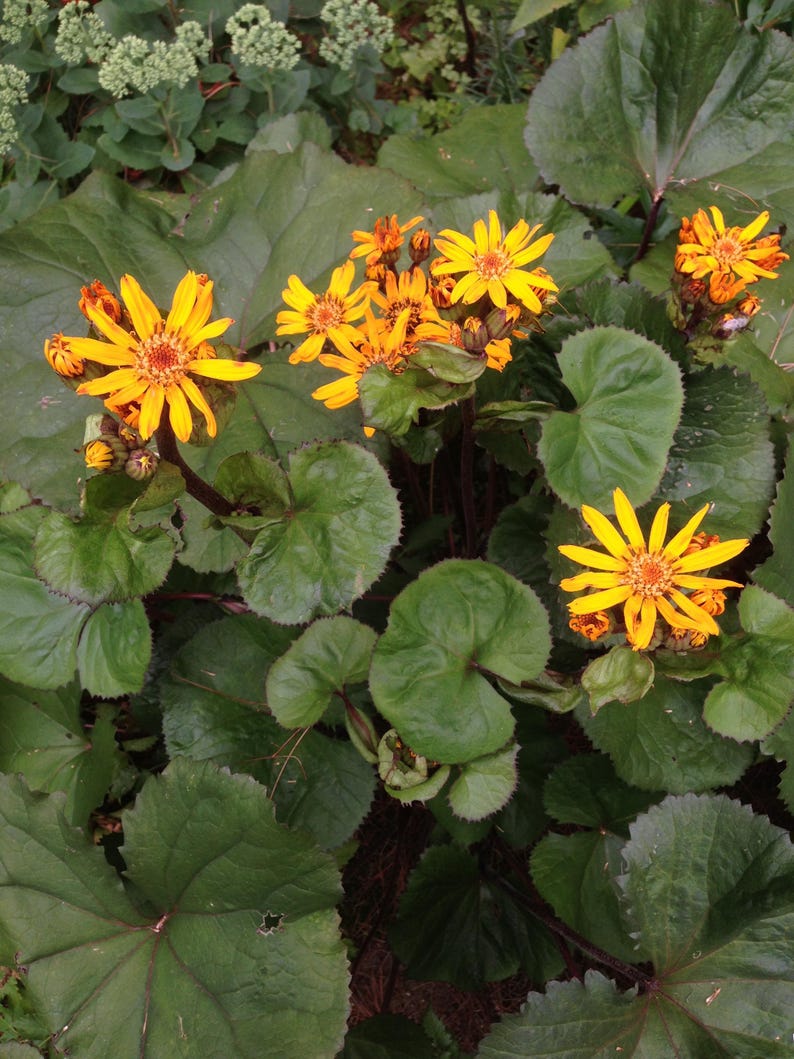 Ligularia ‘brit-marie Crawford’ – 20+ Seeds | Perennial | Bold Yellow ...