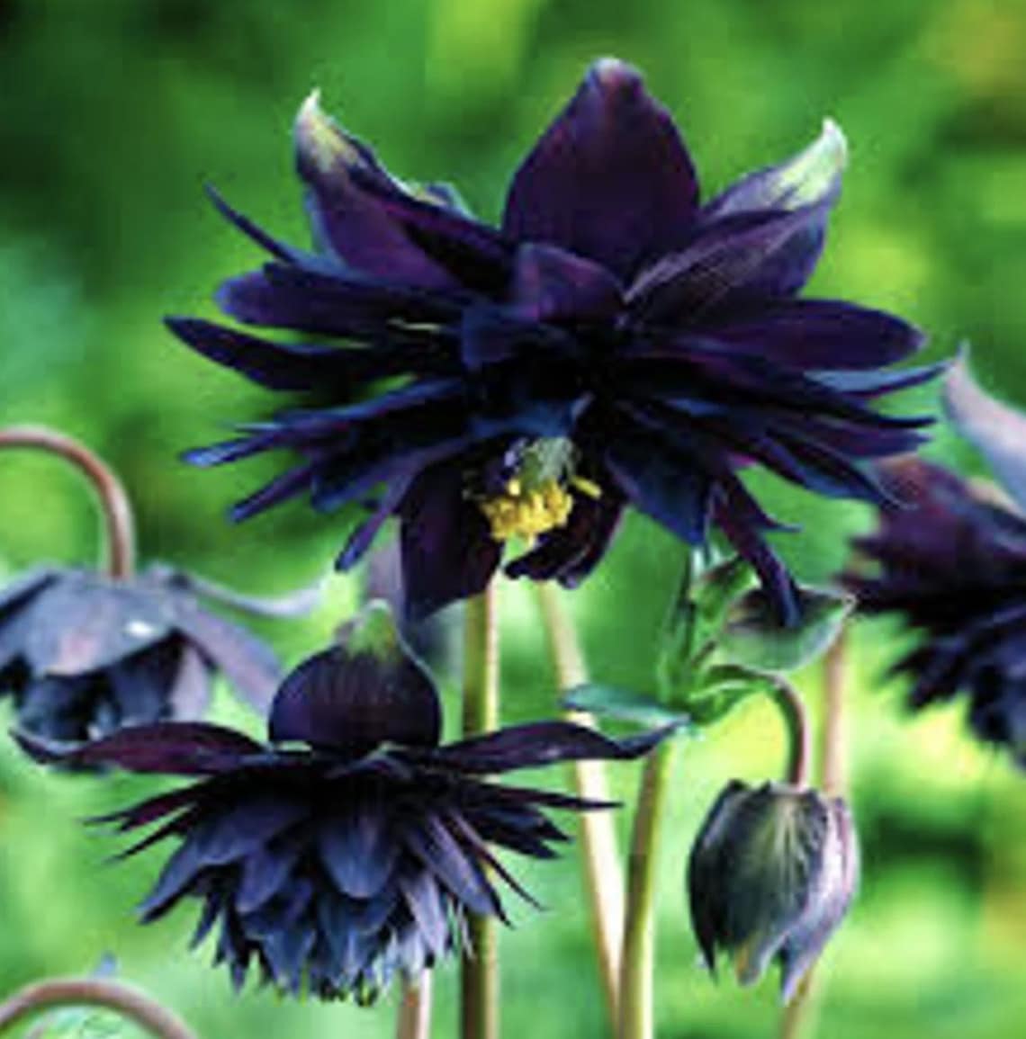 Black Barlow Columbine Seeds: Maroon Perennial Flower, Hummingbird ...