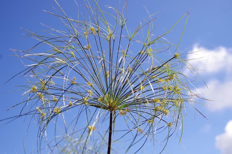 Cyperus Papyrus – 25 Seeds | Egyptian Papyrus | Unique Water Plant ...