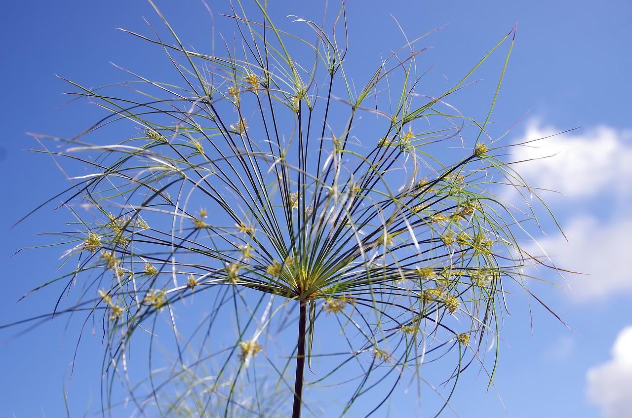 Cyperus Papyrus – 25 Seeds | Egyptian Papyrus | Unique Water Plant ...