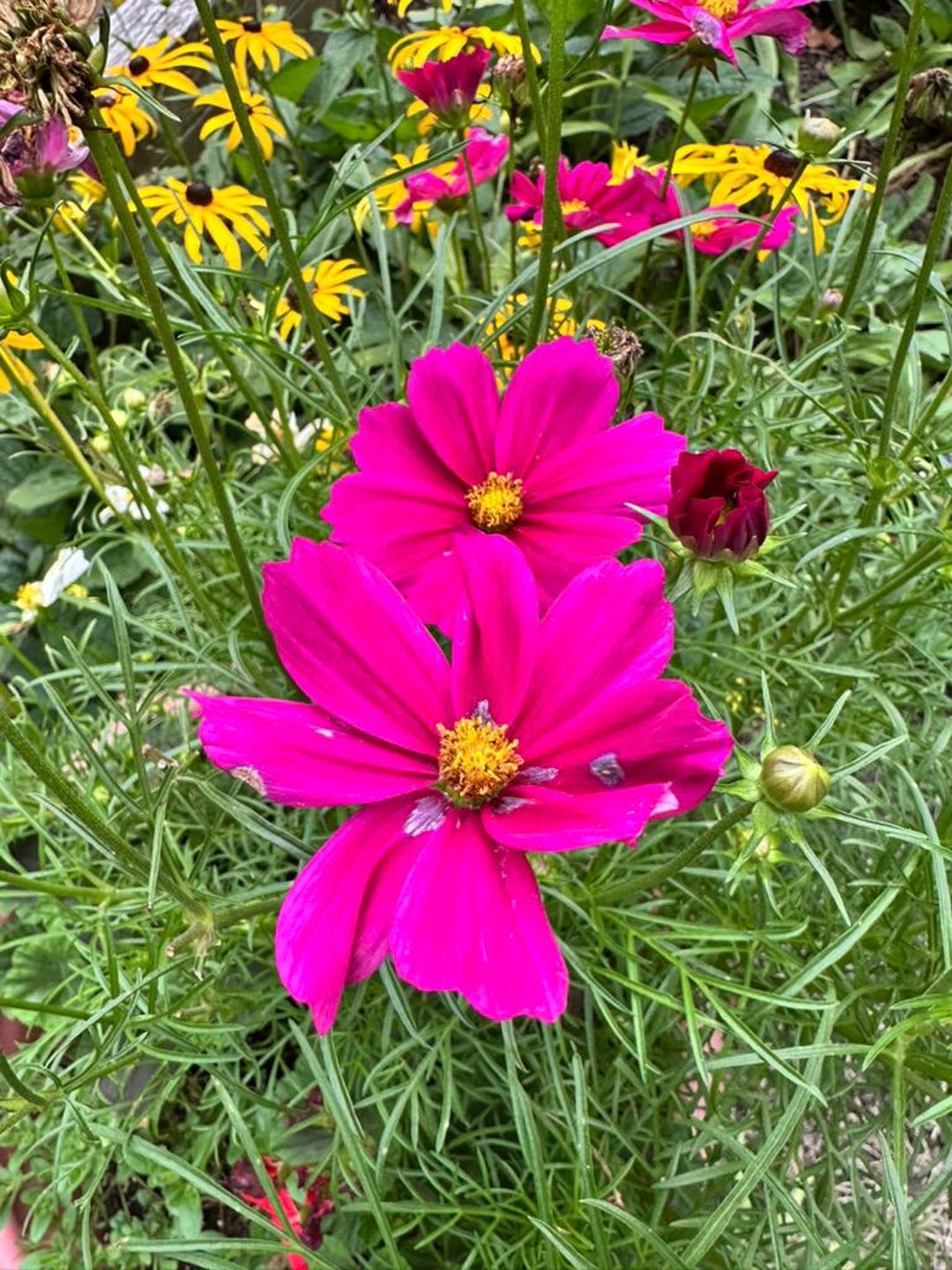 Cosmos Hot Pink Seeds: 25 Seeds | Easy Annual | Long-lasting Blooms ...