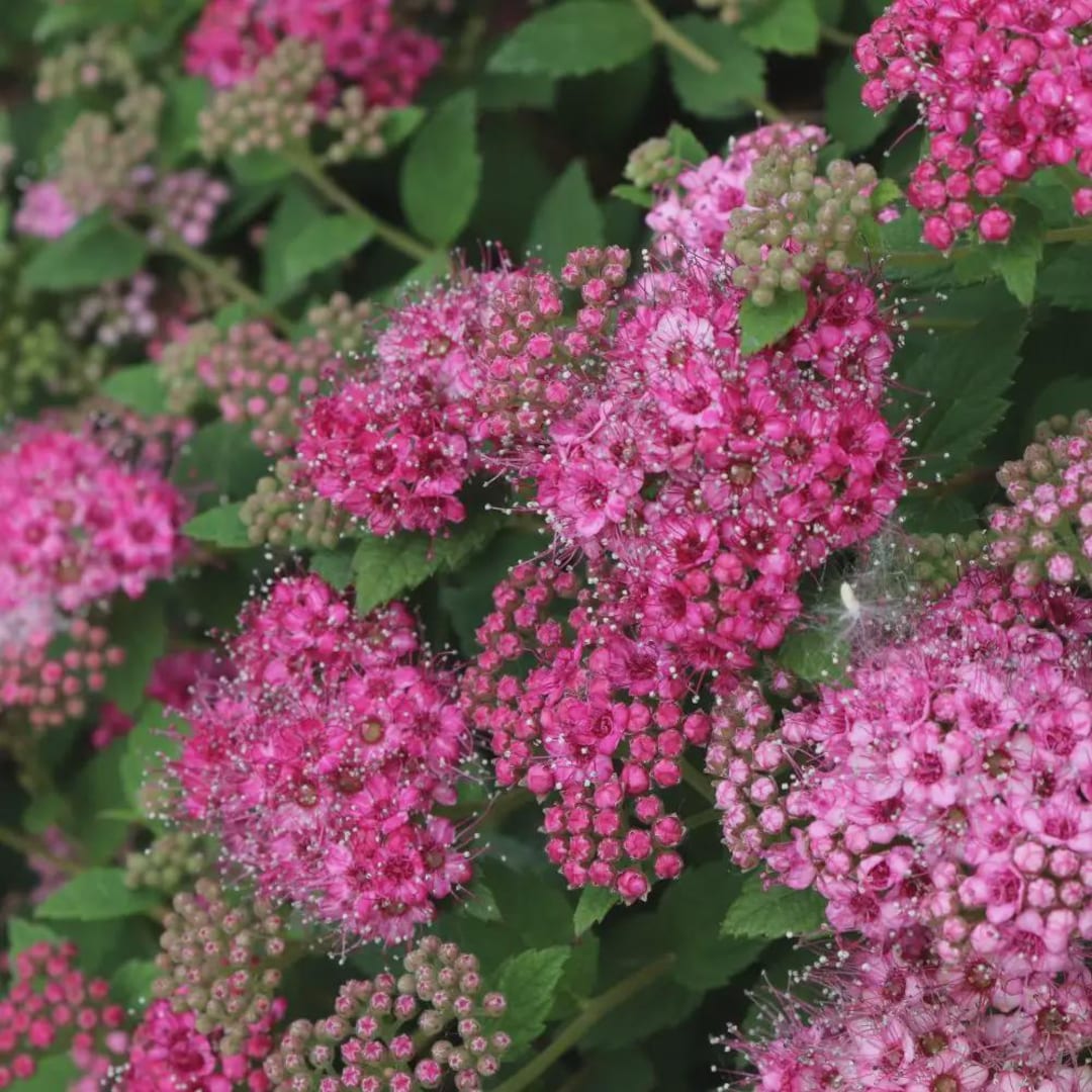 Spirea (spiraea Japonica) – 50+ Seeds | Hardy Flowering Shrub | Pink ...