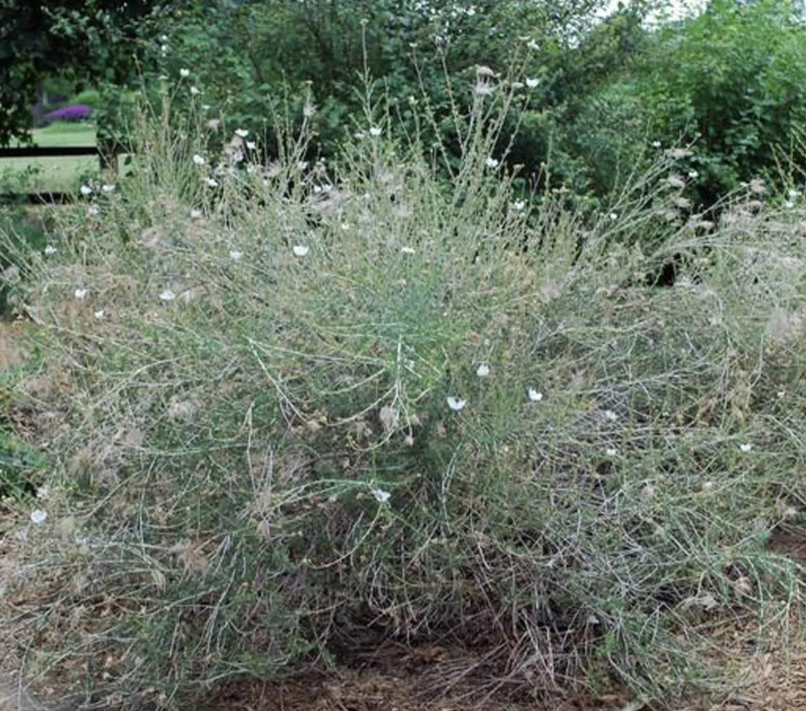 Apache Plume (fallugia Paradoxa) – 15 Seeds | Perennial Shrub | White ...