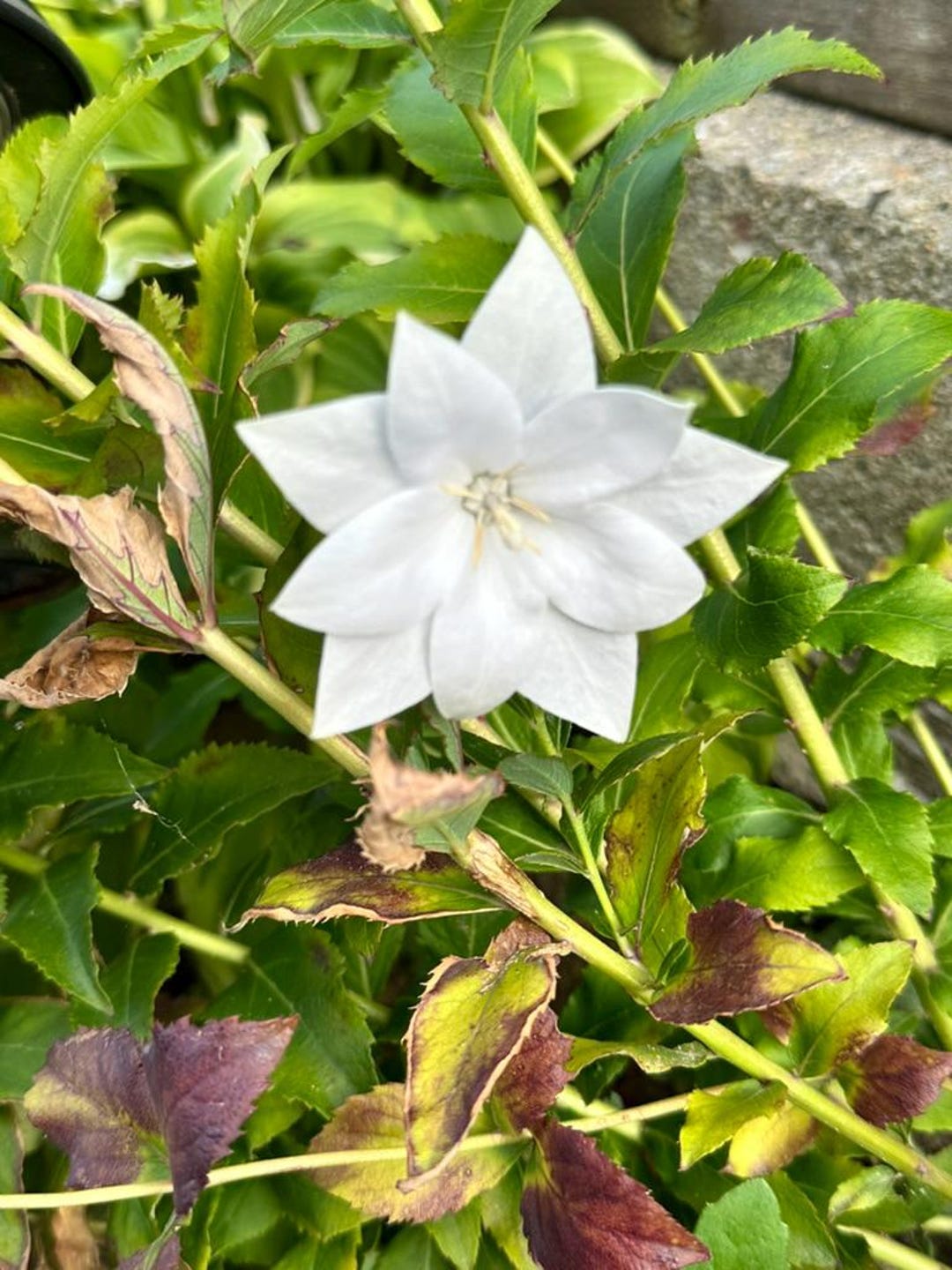 White Balloon Flower (platycodon Grandiflorus ‘albus’) – 25 Seeds ...