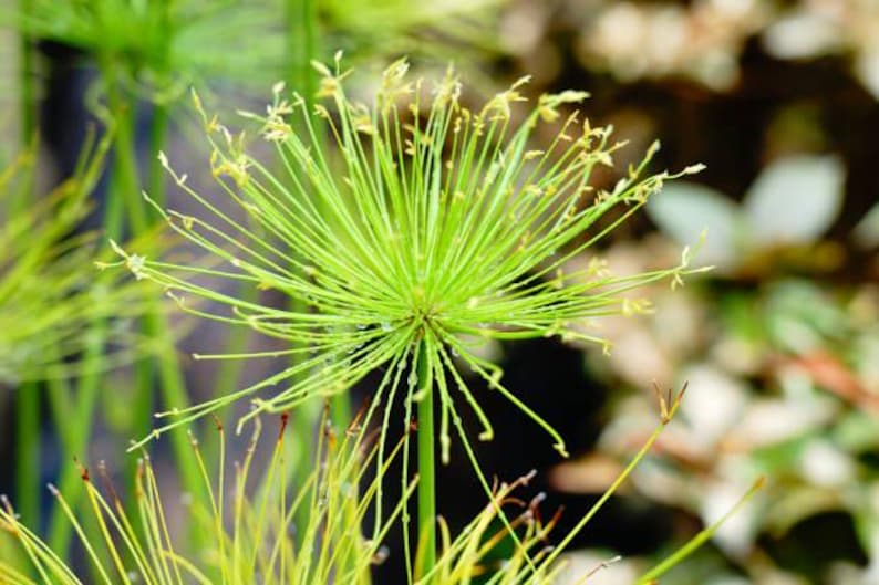 Cyperus Papyrus – 25 Seeds | Egyptian Papyrus | Unique Water Plant ...