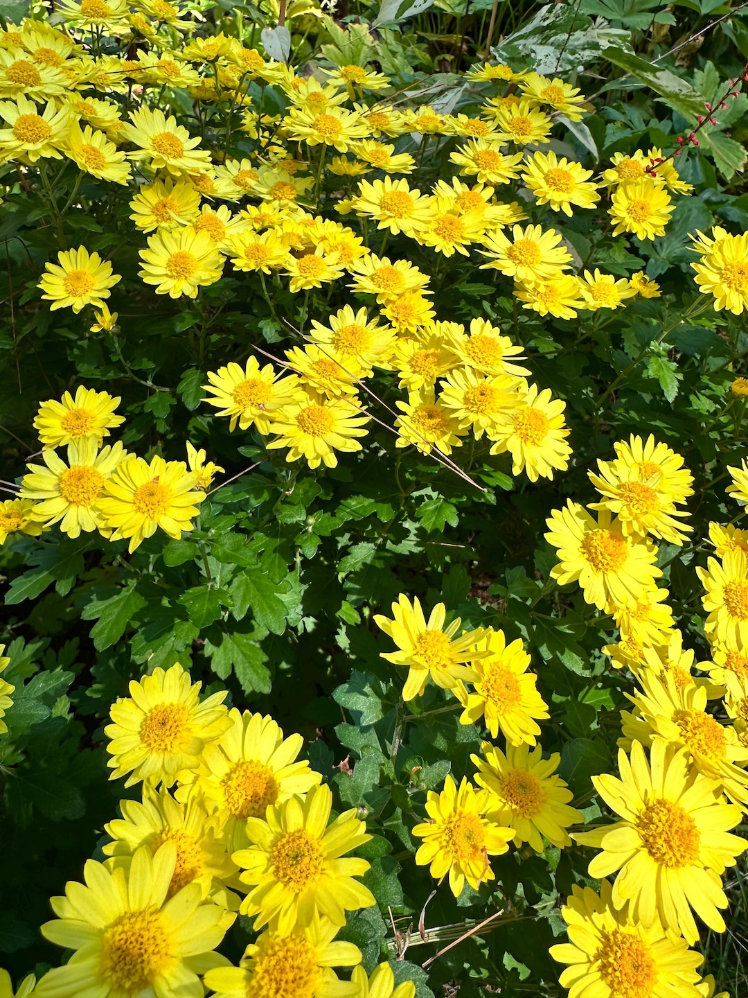 Yellow Mums (chrysanthemum) – 50+ Seeds | Bright Fall Blooms | Hardy ...
