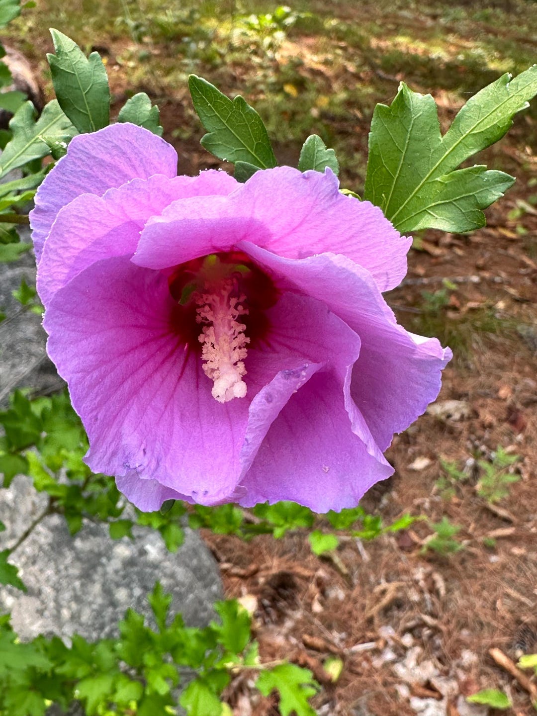 Purple Rose of Sharon – 25 Seeds | Fragrant Purple Blooms | Hardy Shrub ...