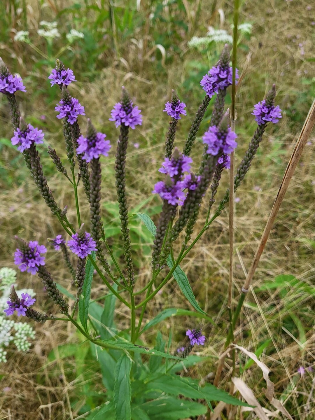 Blue Vervain (verbena Hastata) Native, Perennial Plants 1 Lb. Seeds - Etsy