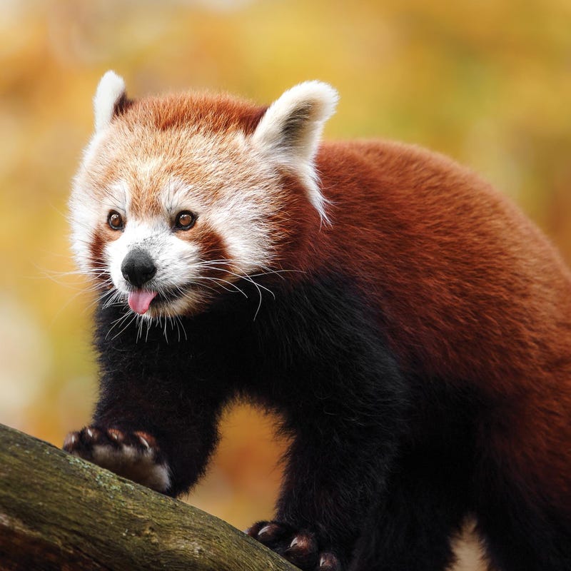 Red Panda 2026 Calendar - Etsy Canada