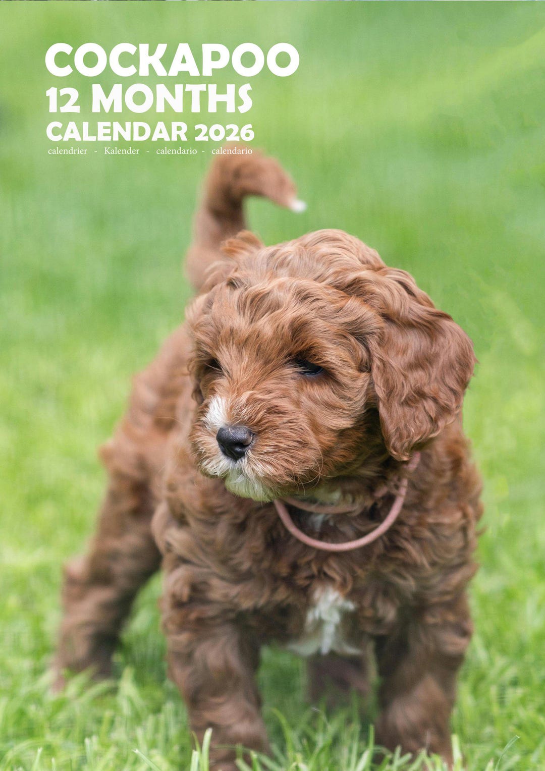 Cockapoo 2026 A3 Calendar (M) - Etsy