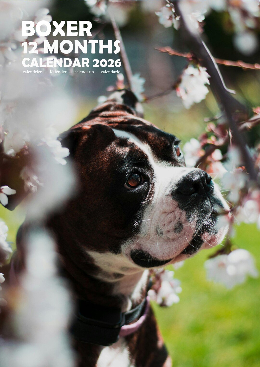 Boxer 2026 A3 Calendar (M) - Etsy UK