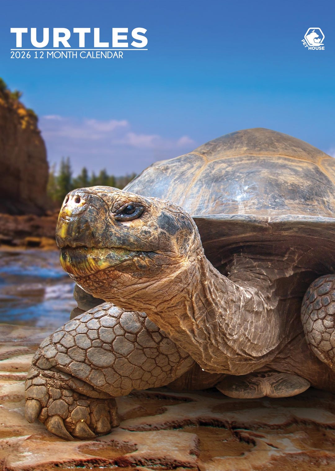 Turtles 2026 A3 Calendar - Etsy