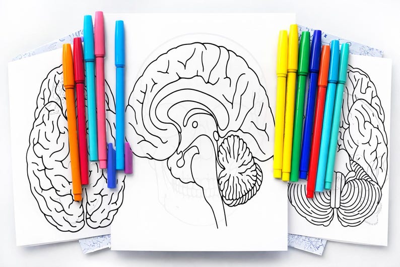 Brain Anatomy Coloring Pages – Neuro Study Sheets (digital Download) - Etsy