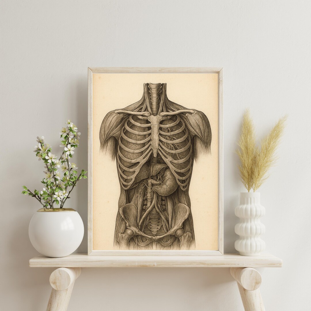 Vintage Thorax Anatomy Print: Medical Office Wall Art (digital Download ...